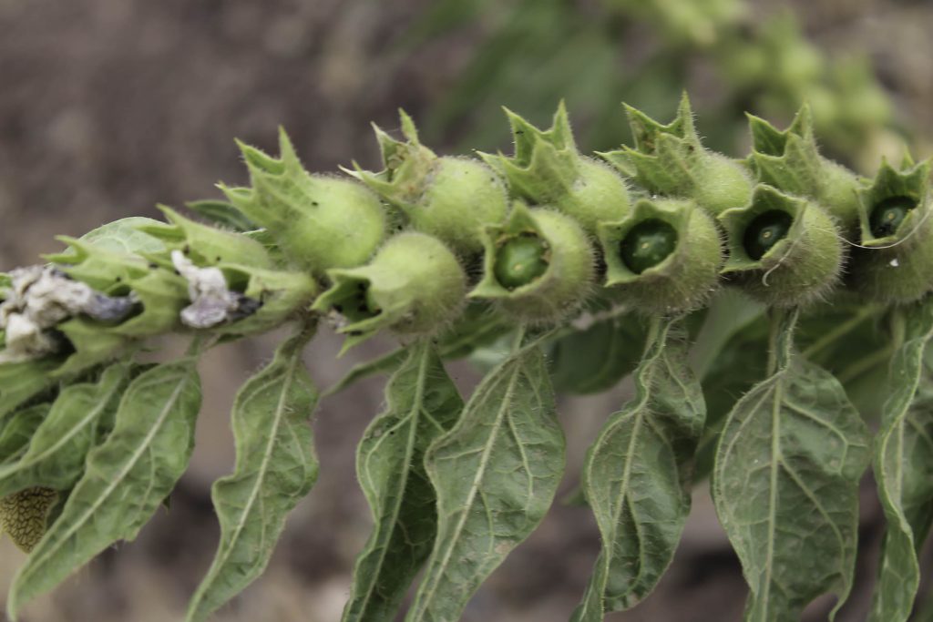 Escopolamina – Museu do Universo da Farmácia