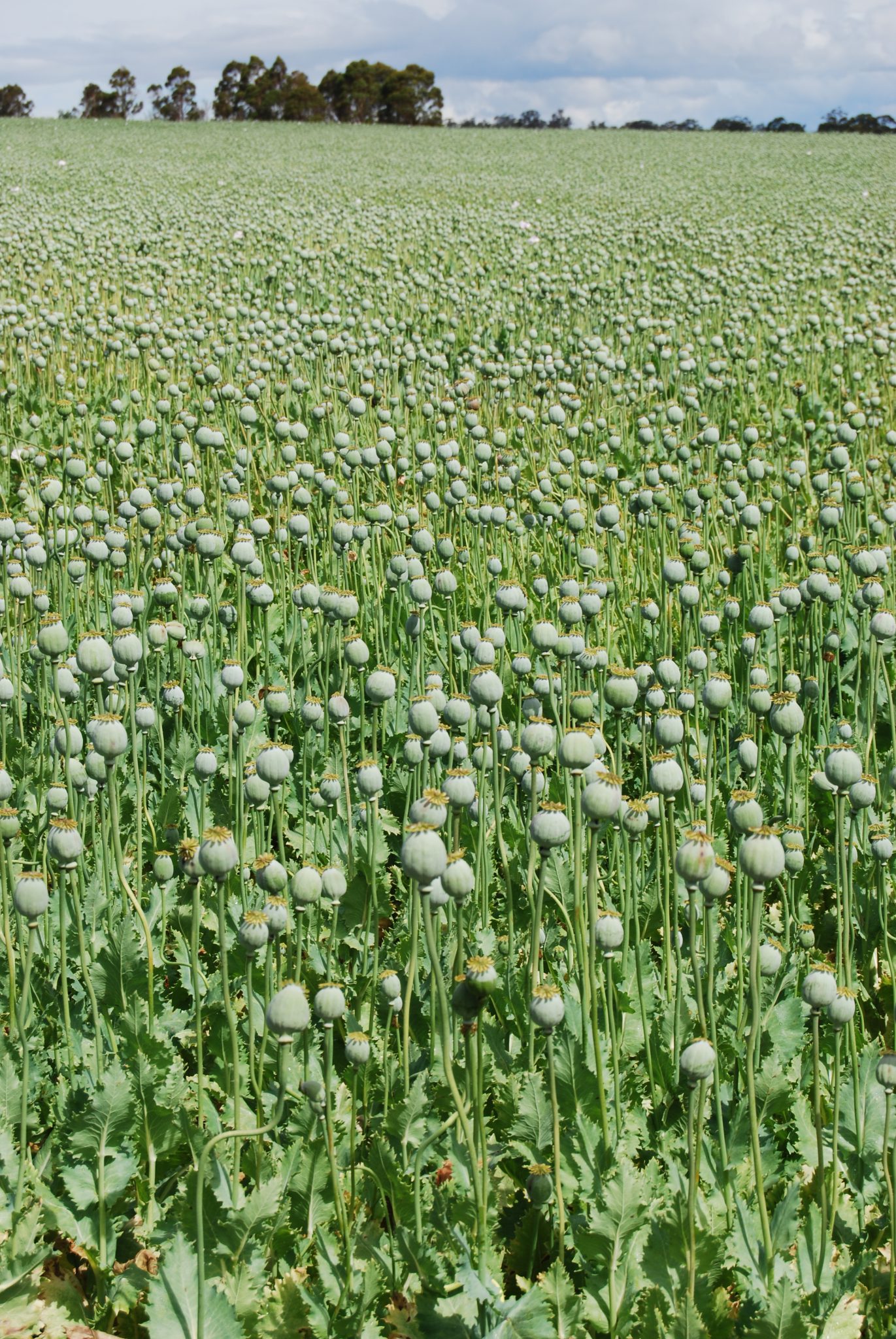 Codeína – Museu do Universo da Farmácia