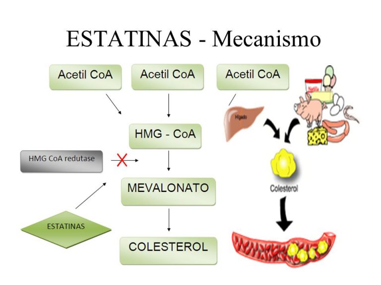 Estatinas – Museu do Universo da Farmácia